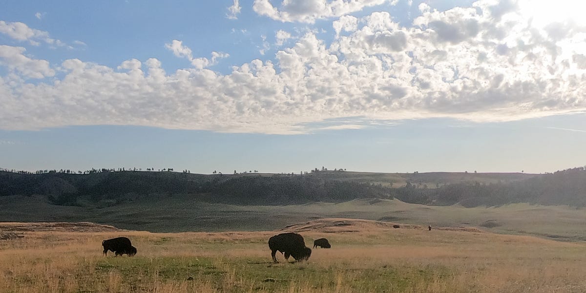 My Life in Biomes: The Great Plains - by Quentin Bucker