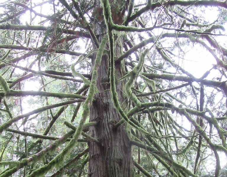 Akasha Tree - by Nowick Gray - New World Dreaming