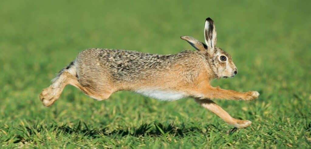 Hare hunting: what is it and how is it stopped?