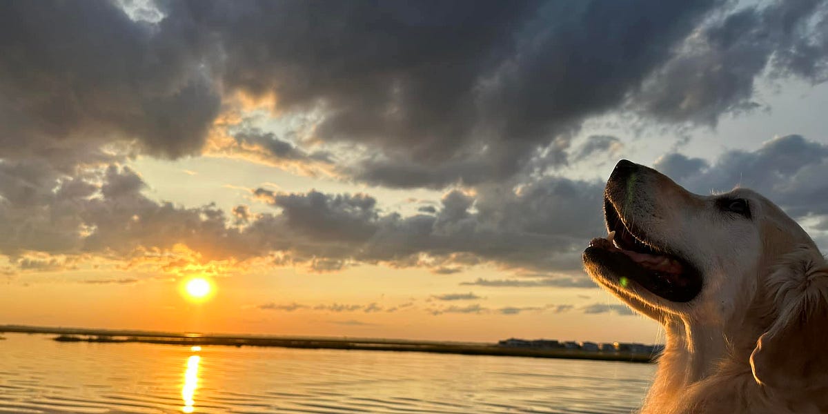 Navigating the Loss of Buddy - HeinzSight with Chris Heinz