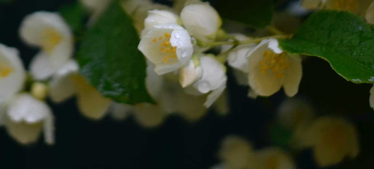 Breathing in the Past - by Miranda W - Root Stories