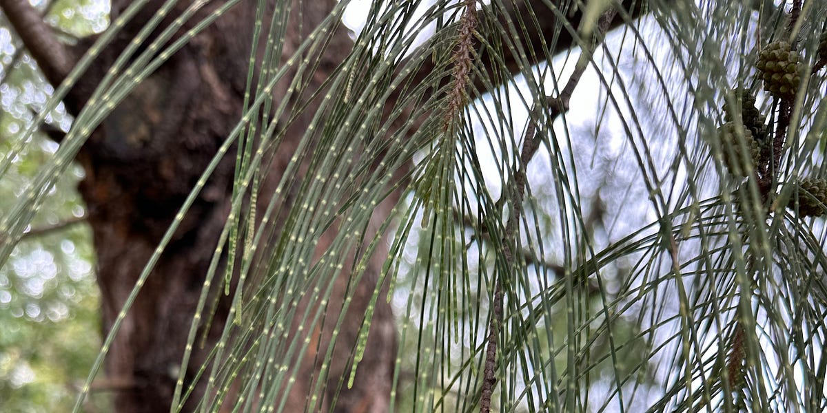 Sonic Ecoverlaps - by WhiteFeather Hunter - Frantic Panties