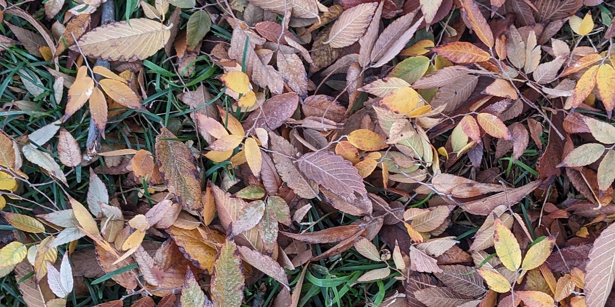 Deep Autumn - Gathering the Rain by Yael Lachman