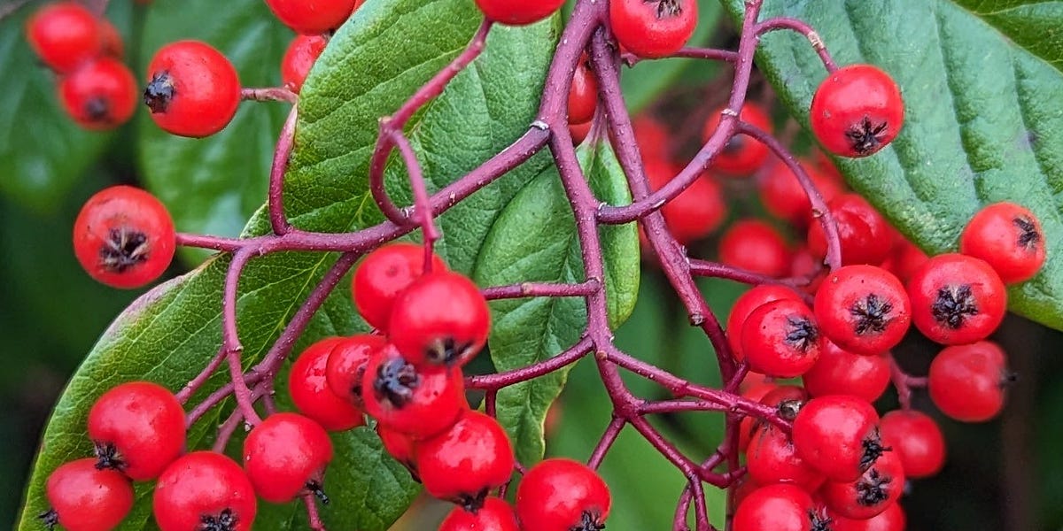 Towards a new tree-borne staple - by A. Potentilla