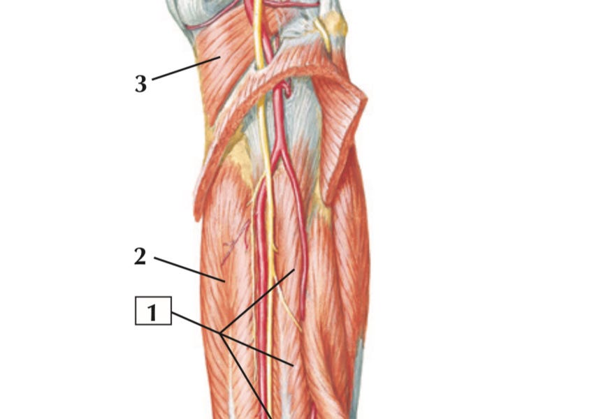 Entendiendo al músculo tibial posterior