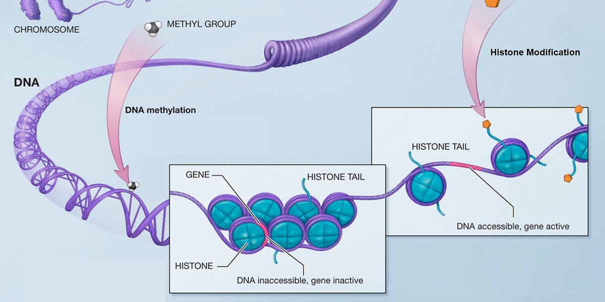 Exploring The Dynamic World of Epigenetics: The Science of Gene ...
