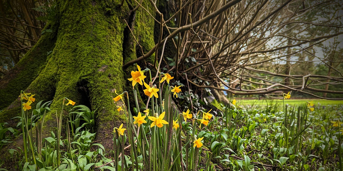 Plans for 2024.. - Rohan Fox Art