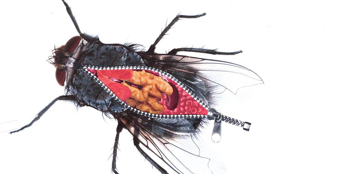 Horse Flies - by Zane Barrow - Zane’s Substack