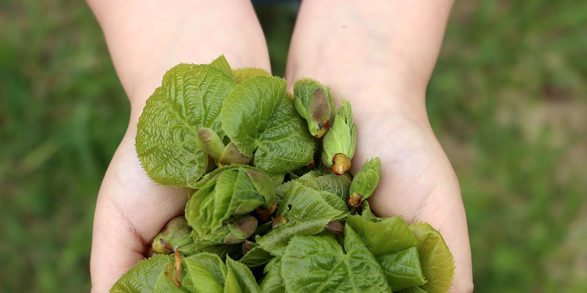 Wild Edible Leaves - by Ashley Adamant