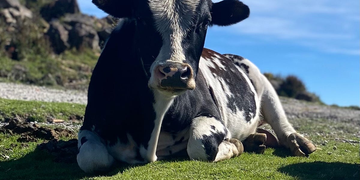 "Good Morning Mr. Electron" - Slacker's Muse