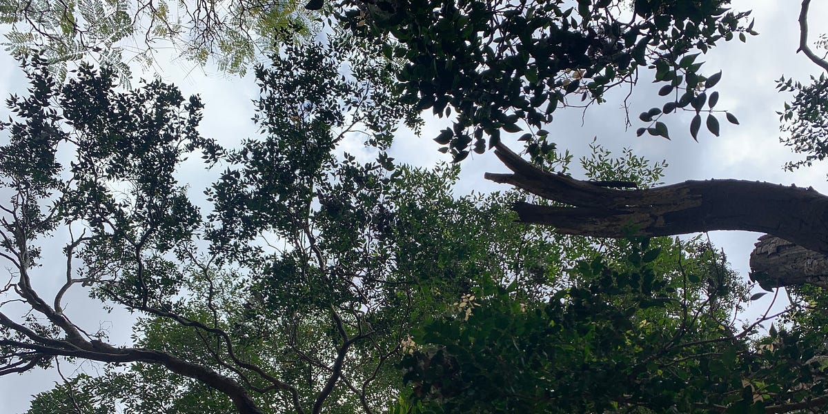 Look up - by Ray Zhu - Meditations