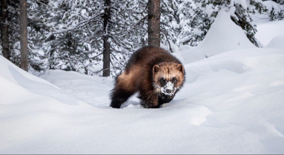 The Gulo gulo gets a safety net. - by Kate - Tender Lens