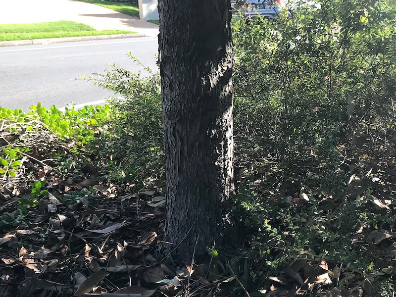 Why doesn't the council plant more street trees?