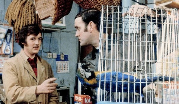 Parrot Pining For The Witness Box, May Provide Evidence In Michigan ...