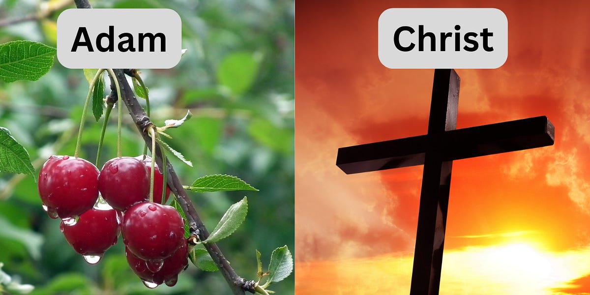 The Contrast of Adam and Jesus in Romans 5.