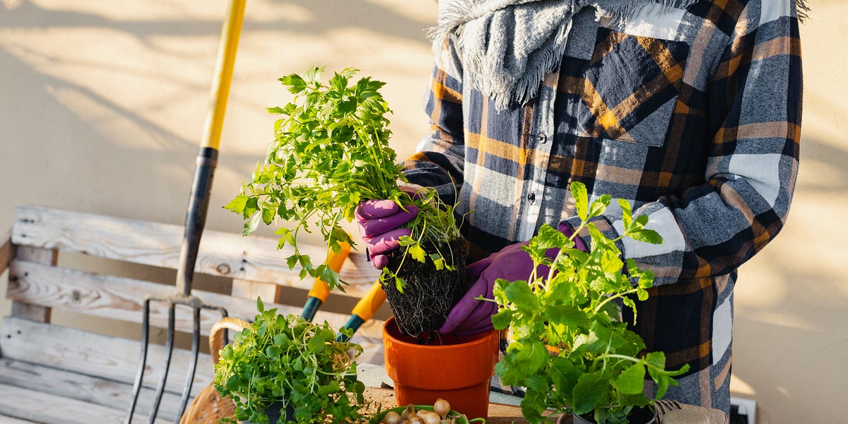 My favorite super-easy plants - by Zawn Villines