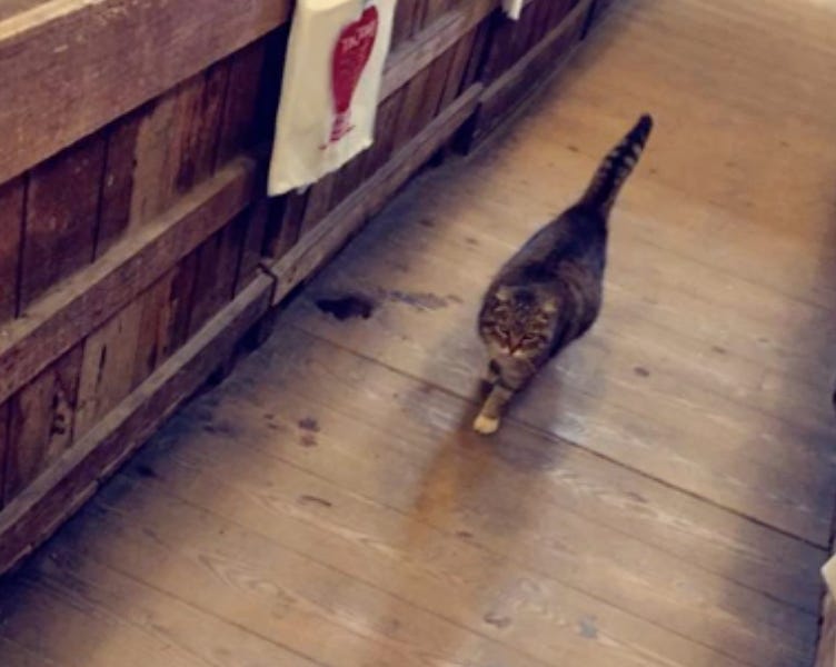 Diary of a Tired Girl - by Miss Sober Jane