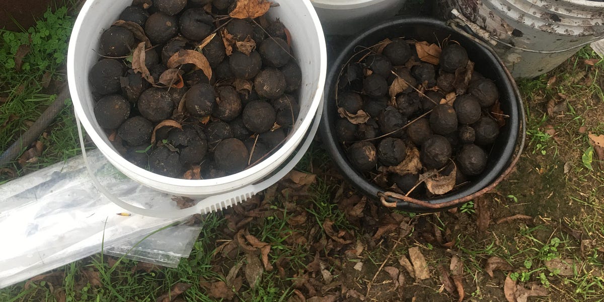 Jupiter’s Nuts - by gr8H8er - U C WUT EYE C?