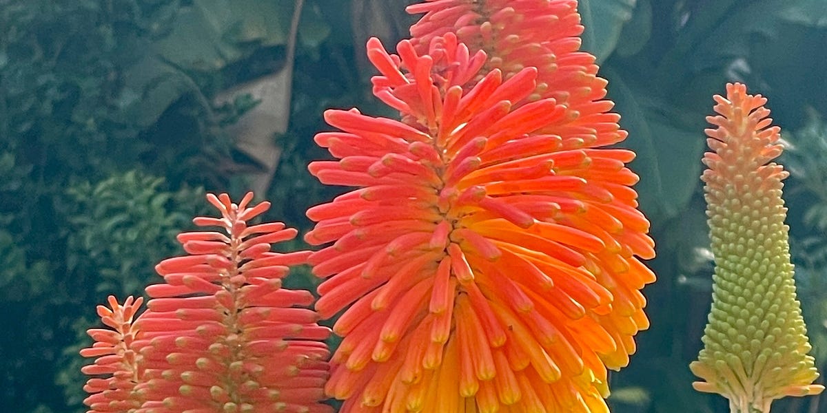 Flores, siempre flores - by Anabel Mariño