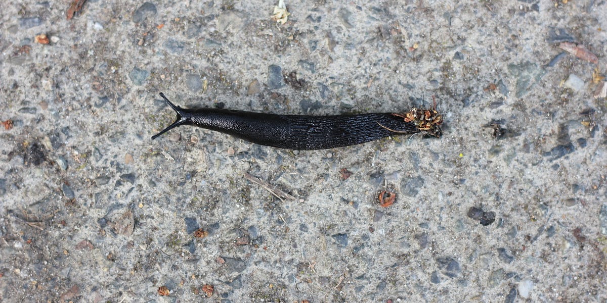 Crushed - by Jeffree Morel - Foraging for More
