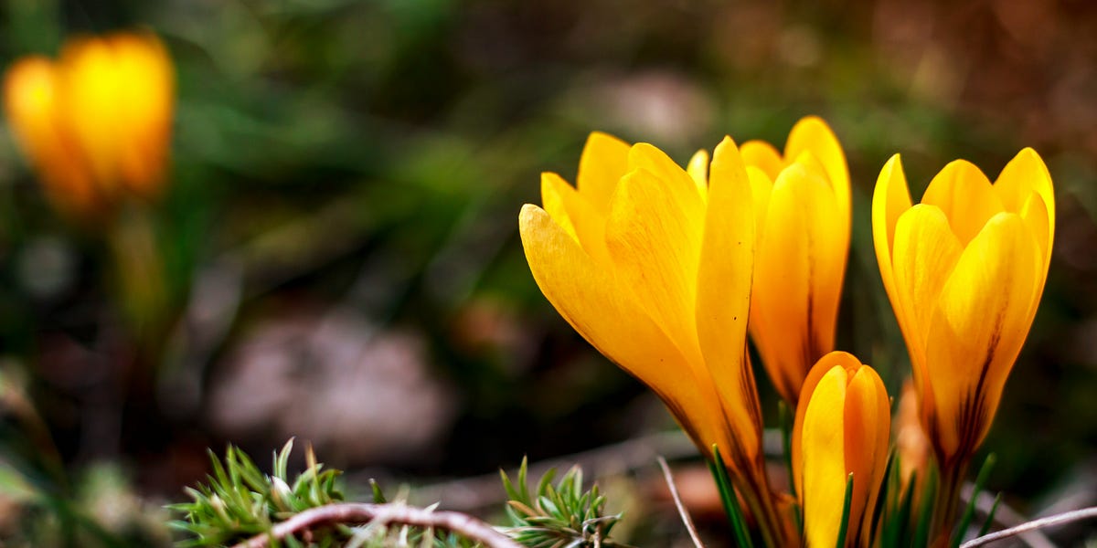 Dear Spring - by Emily Mall - Emily Thinks of Everything