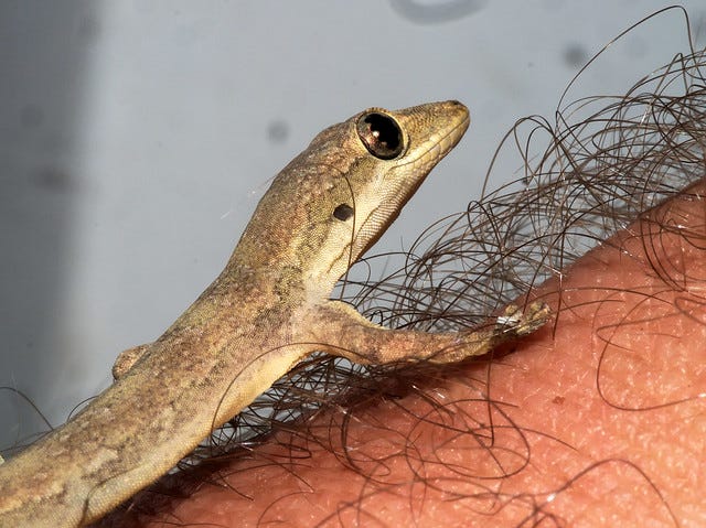 Gecko Friends in the Philippines - Blumentritt’s Substack