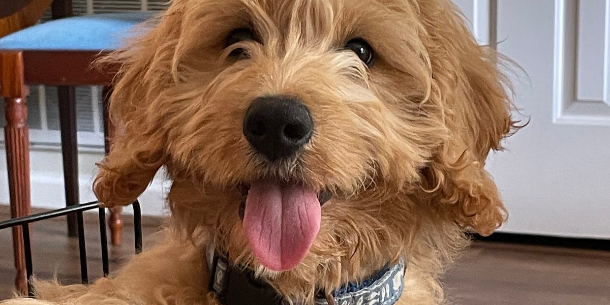 My Therapy Puppy Has Arrived - by Jennifer Margulis