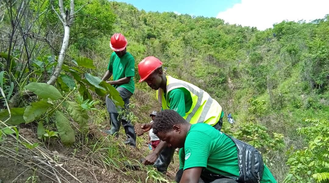 Chitipa, Karonga Districts Set to Plant 2.8 Million Trees Despite ...