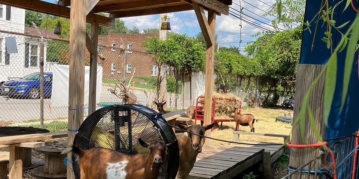 An Urban Oasis in Baltimore City - Amelia Franz Substack