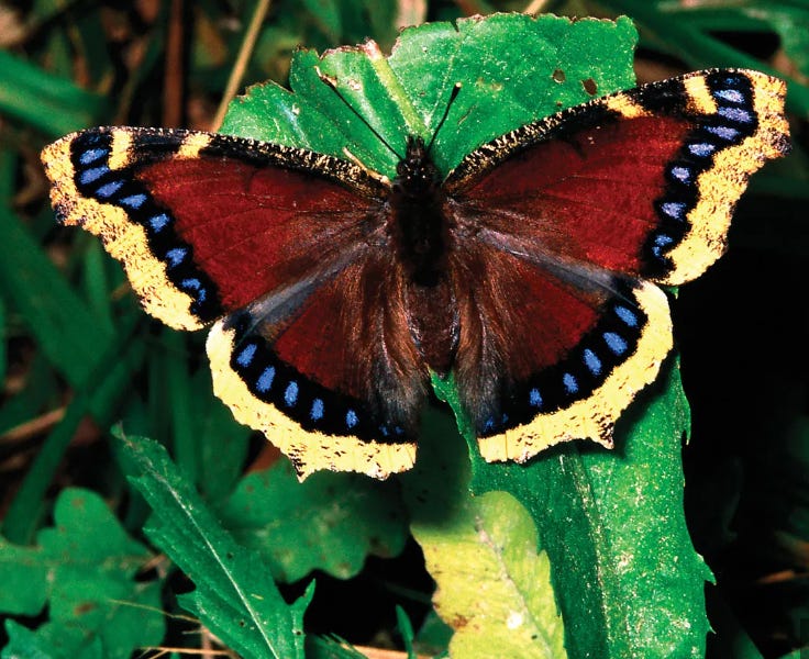 What's Biting You, My Delicious Darling?