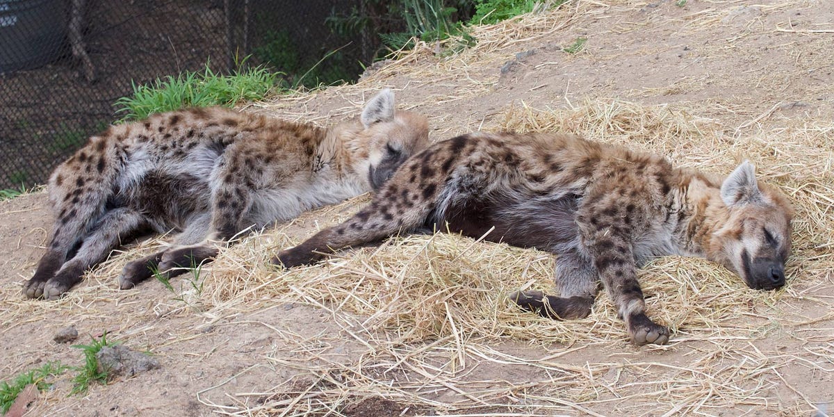 Secret Schemes or Constituent Assembly