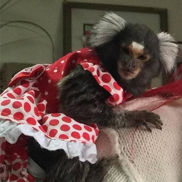 Florida Man Kidnaps Monkey, Tells Stupid Lies, Gets Arrested Like A ...