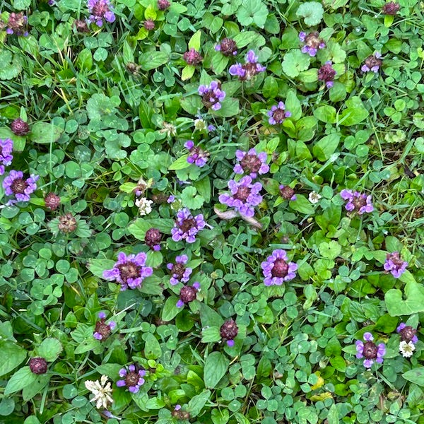 Observation #7: Prunella vulgaris - by larissa pham