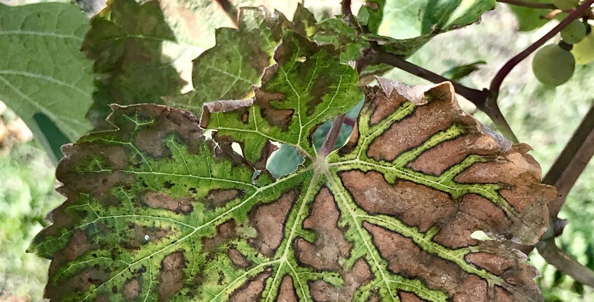 Listening to the Land - Part 2 - by Kim Manley Ort