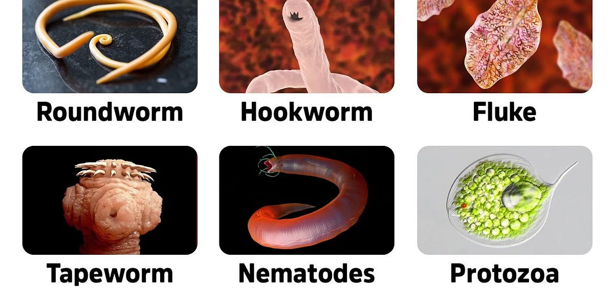 Review of Parasites and their Treatments