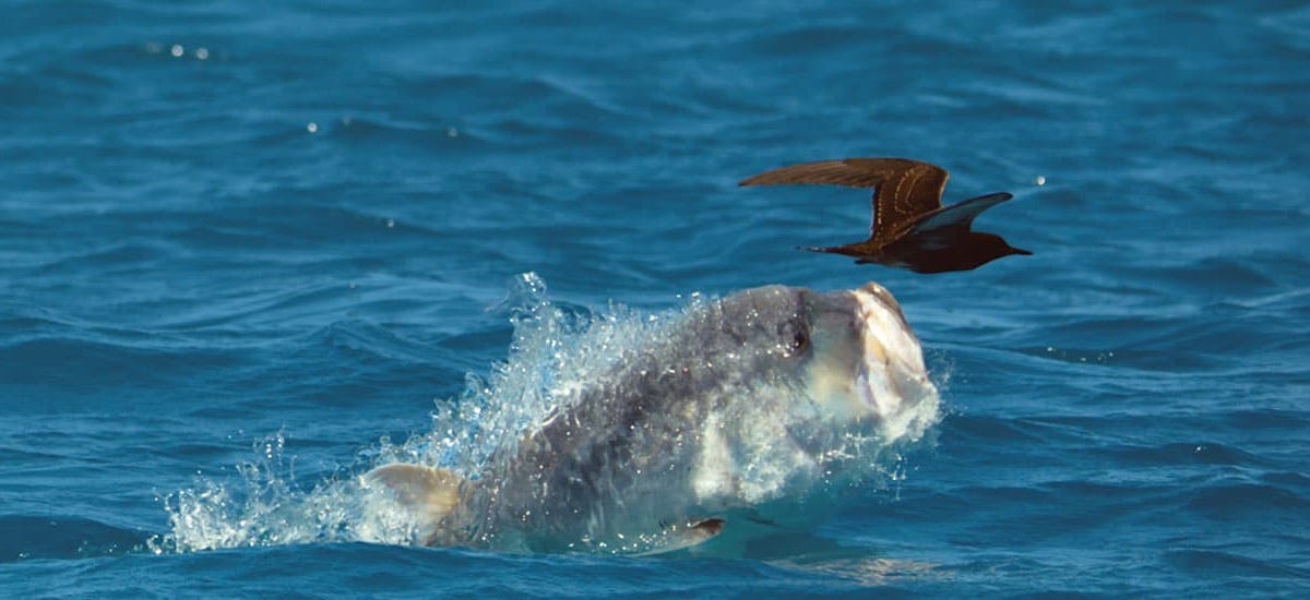 Bestiale #125 - Pesci che predano uccelli, ovvero quando tutto si ribalta