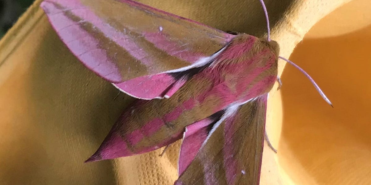 Misunderstood Moths - by High Life Highland Ranger