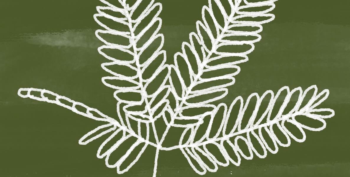 Prevent Plant Blindness!!! - Plant Visions