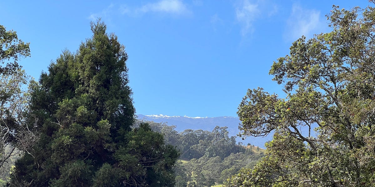 A Super Bawl - by Buzz Hollander MD - Seven Weeks to Live