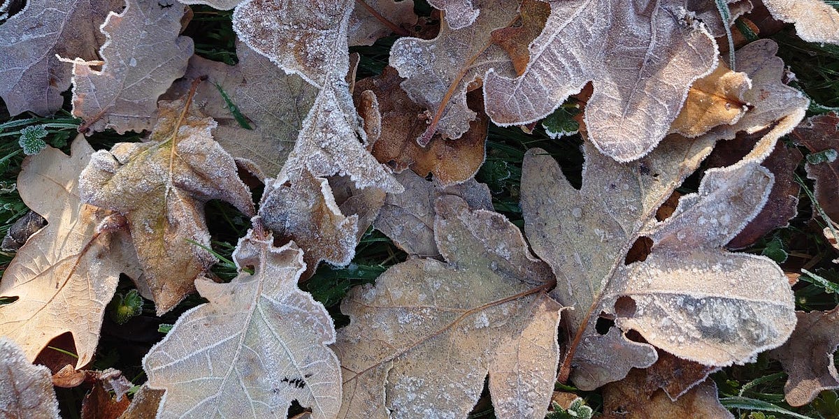 Growing exotic veg, courses and foxes - by Sally Morgan