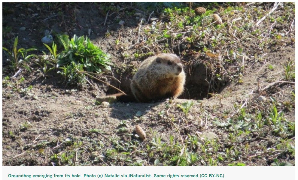 Groundhog Holes In Yard