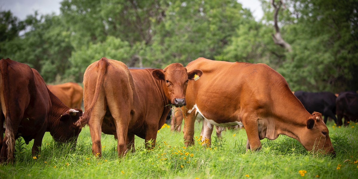 What is regenerative grazing and why does it work so well?