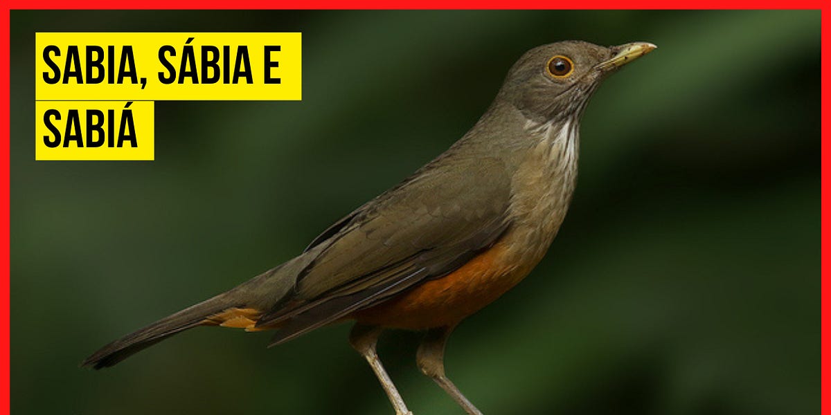 Sabia, sábia e sabiá - quando usar cada uma?