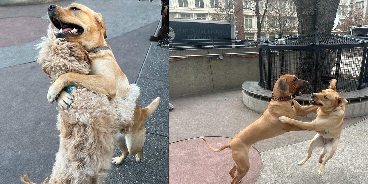 Minimalist Kashmiri Cuisine - Vasant Dhar's Brave New World