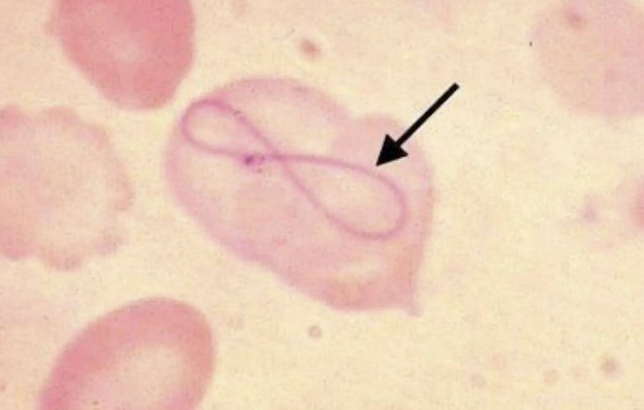 Learn Cabot Rings! - by Aaron Goodman "Papa Heme"