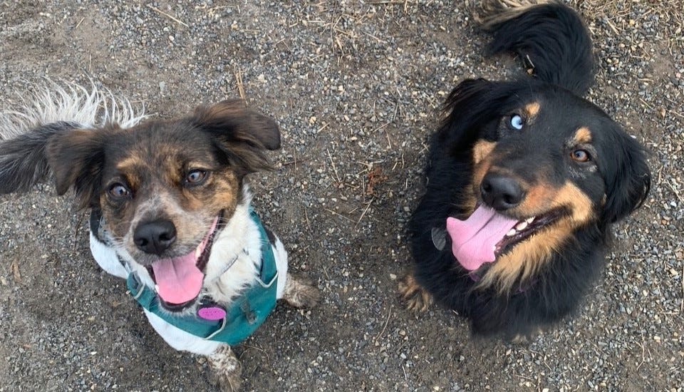 Dog Park People and Play Date Pals - by Chloe Ackerman