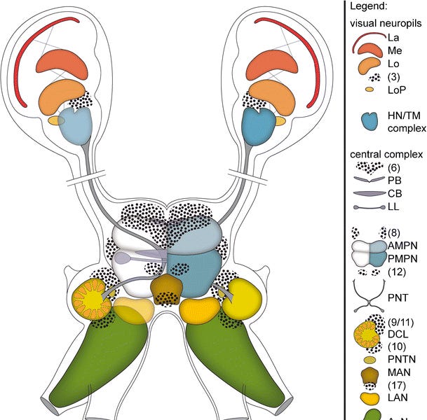 Lyman Stone Continues Being Dumb About Shrimp