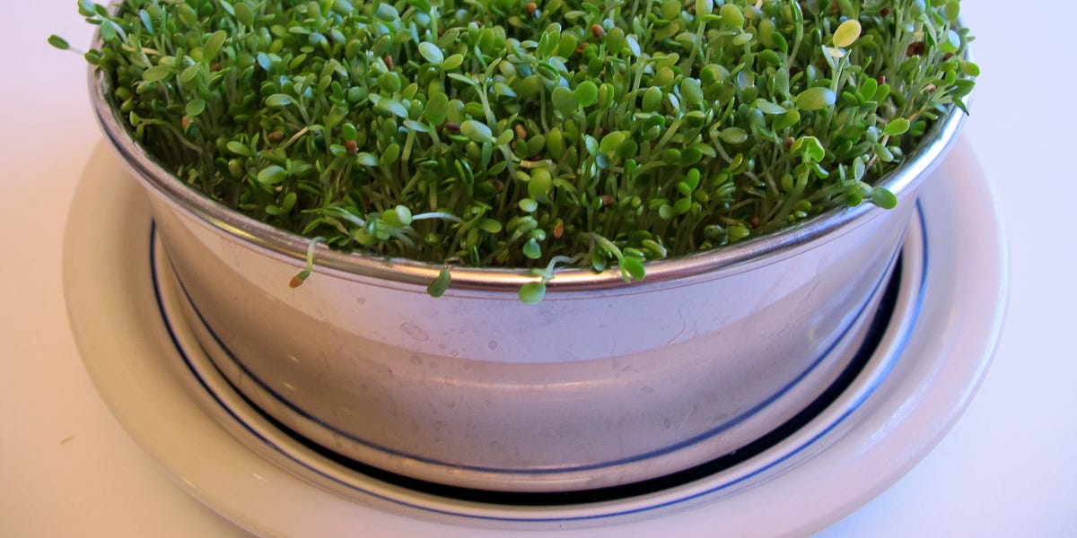 🌱 Happy August 🌱 - Sproutpeople’s Newsletter