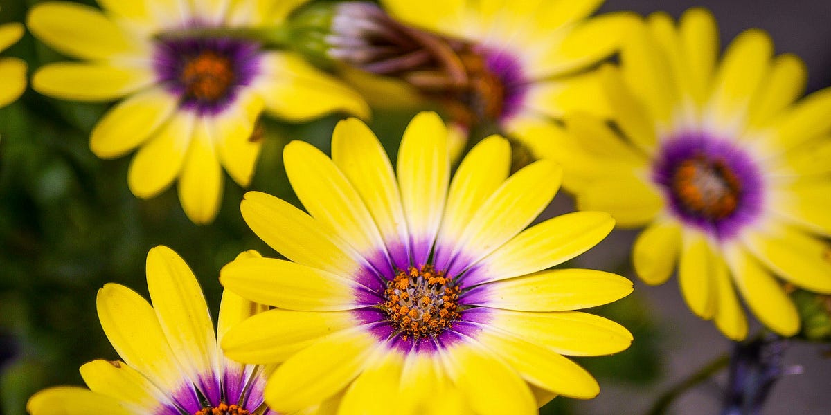 🌼 Heartfelt Horizons: Inspiring Self-Love🌼