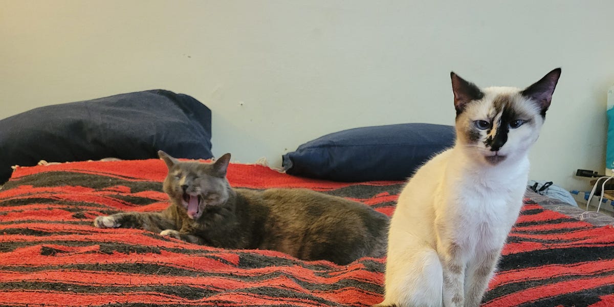 The Counsel Of Cats - by David M. Poff - Hermit Chronicles